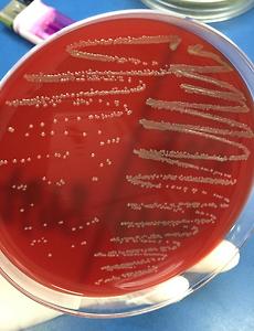 실험동물수의사의 블로그